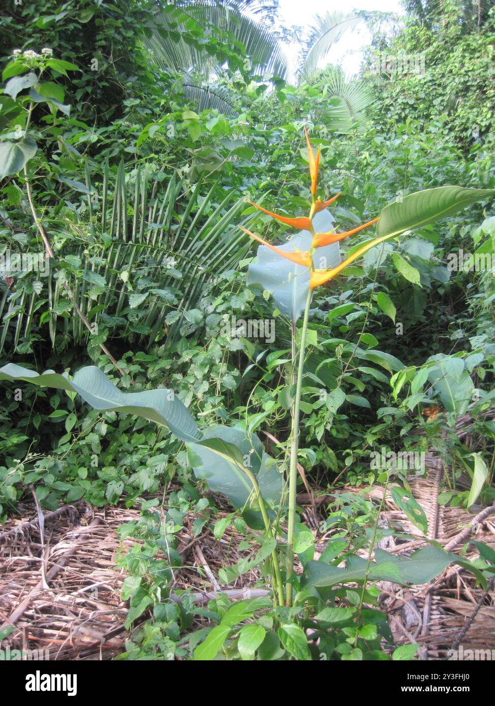 Expanded Lobsterclaw (Heliconia latispatha) Plantae Stock Photo - Alamy