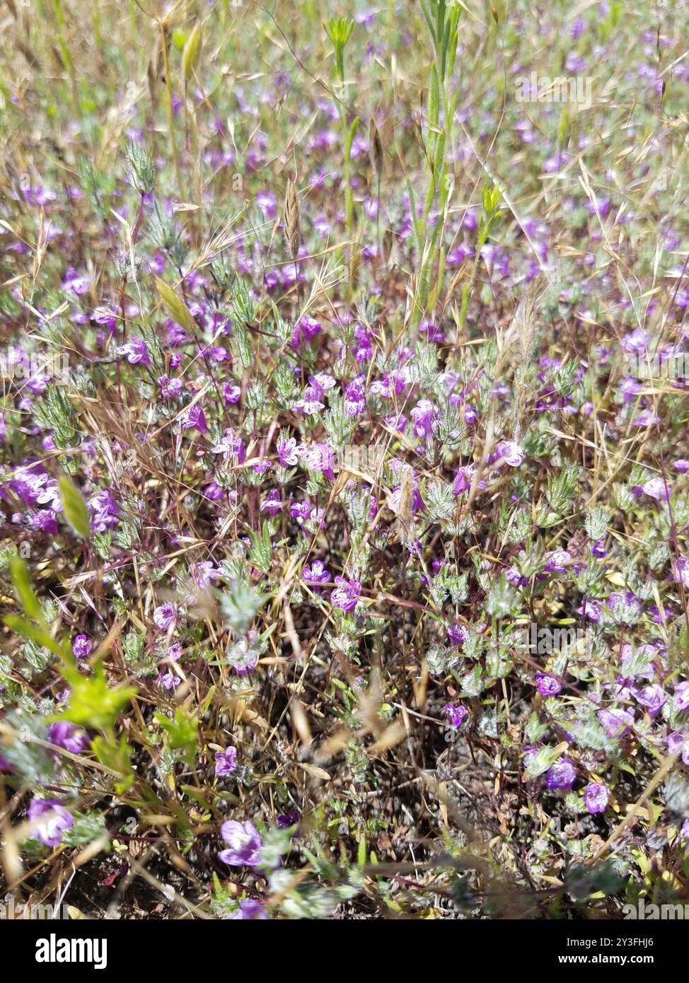 San Diego mesa mint (Pogogyne abramsii) Plantae Stock Photo - Alamy