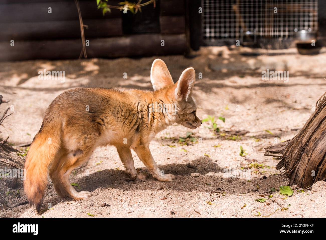 Fennec fox or desert fox, cute little fox in zoo Stock Photo - Alamy
