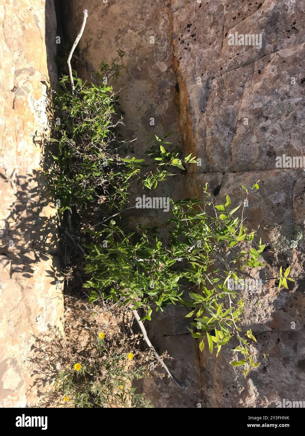 netleaf hackberry (Celtis reticulata) Plantae Stock Photo - Alamy