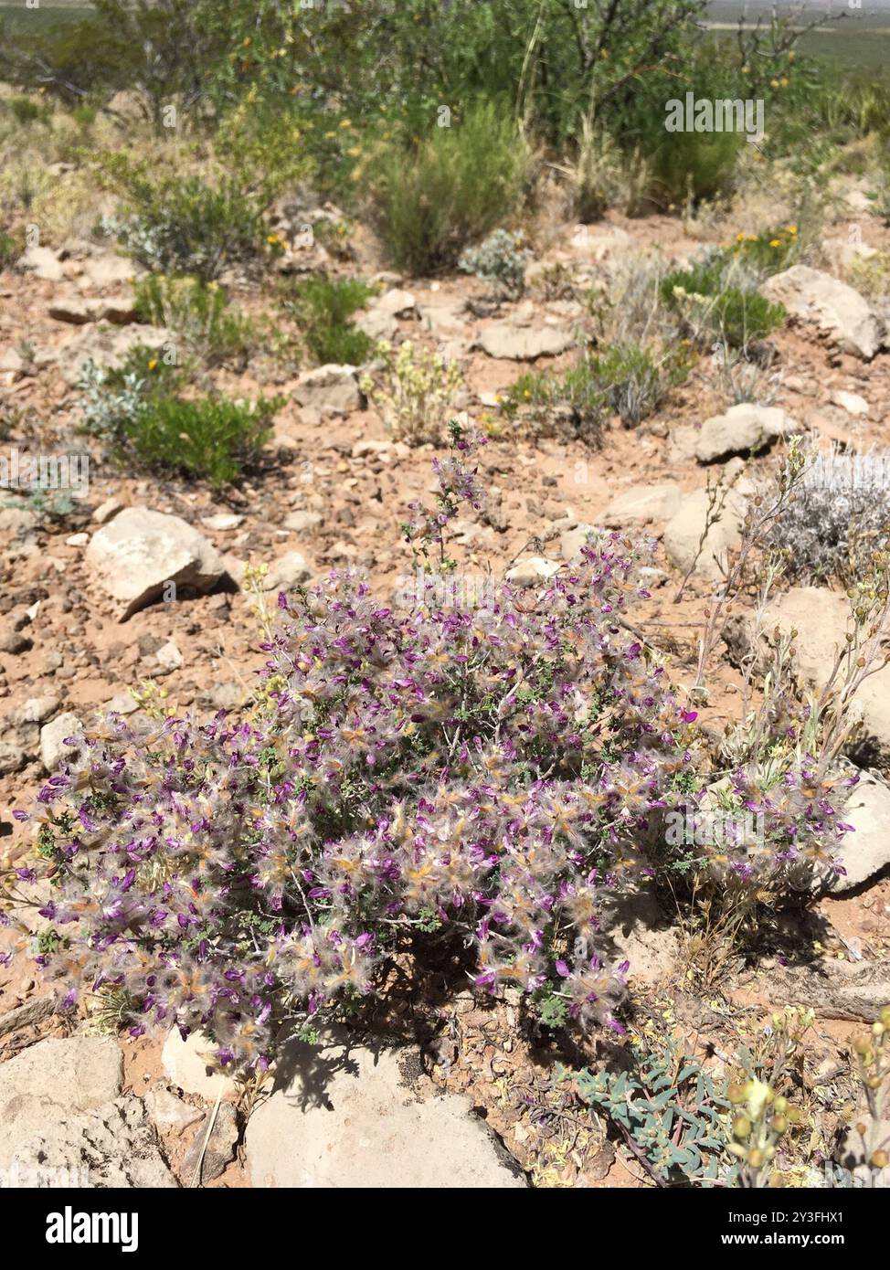 feather dalea (Dalea formosa) Plantae Stock Photo - Alamy