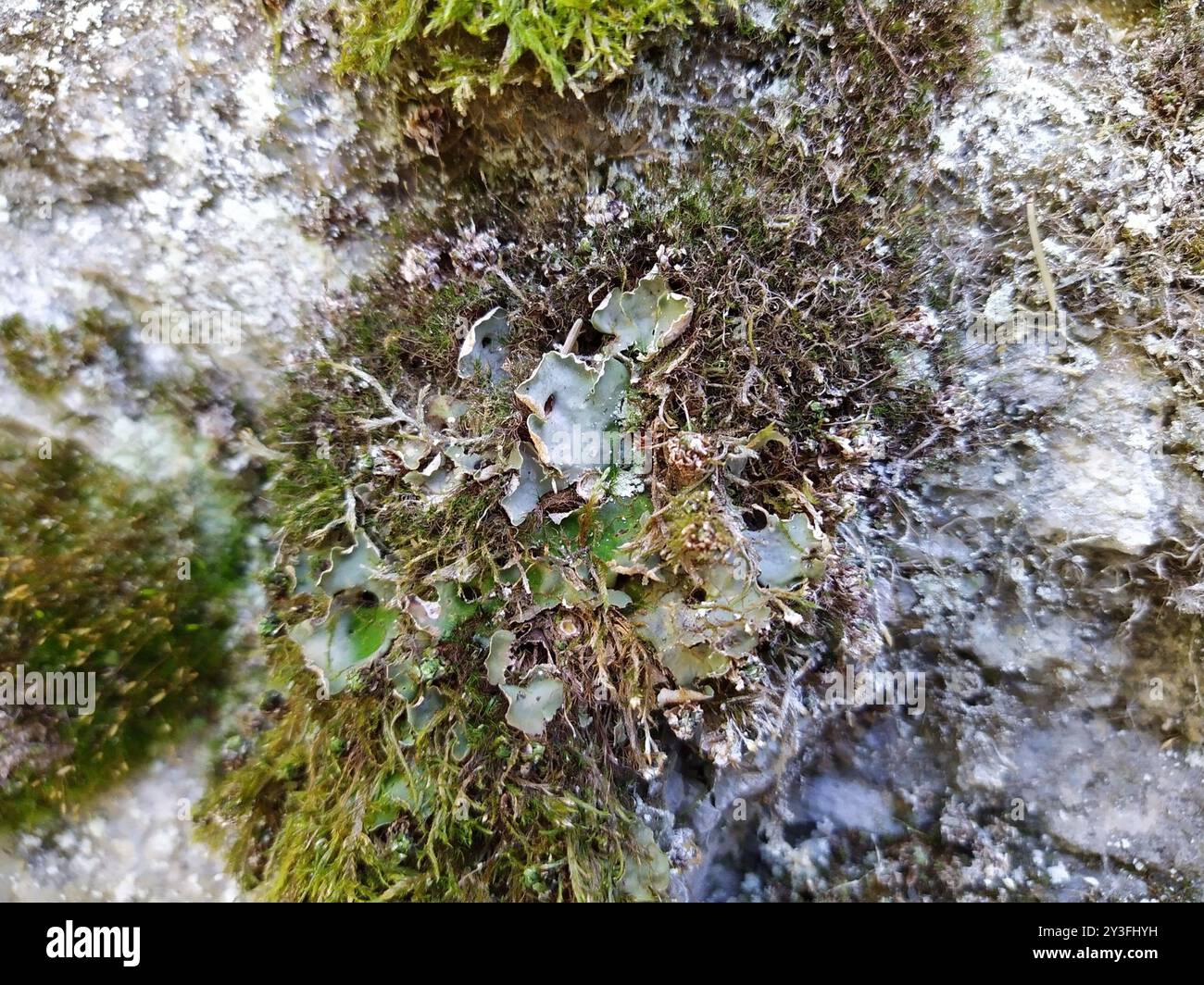 Common Chocolate Chip Lichen (Solorina saccata) Fungi Stock Photo - Alamy
