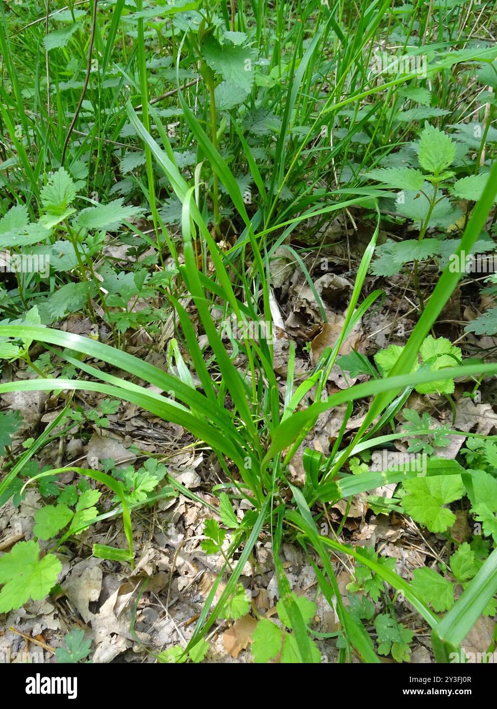 Giant Fescue (Lolium giganteum) Plantae Stock Photo - Alamy