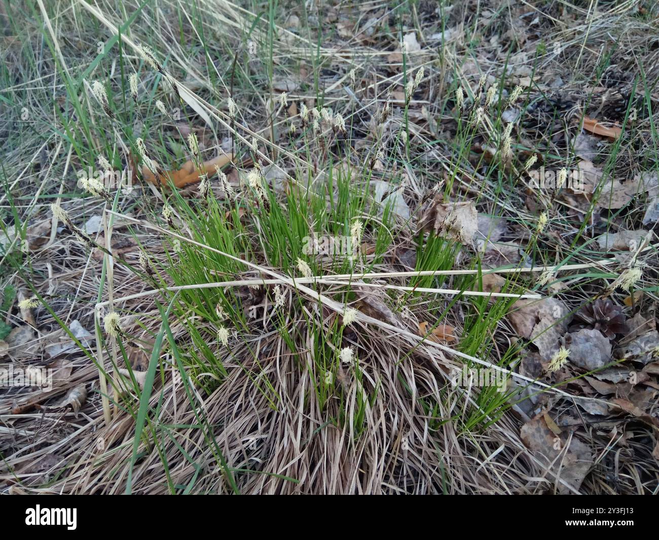 true sedges (Carex) Plantae Stock Photo - Alamy