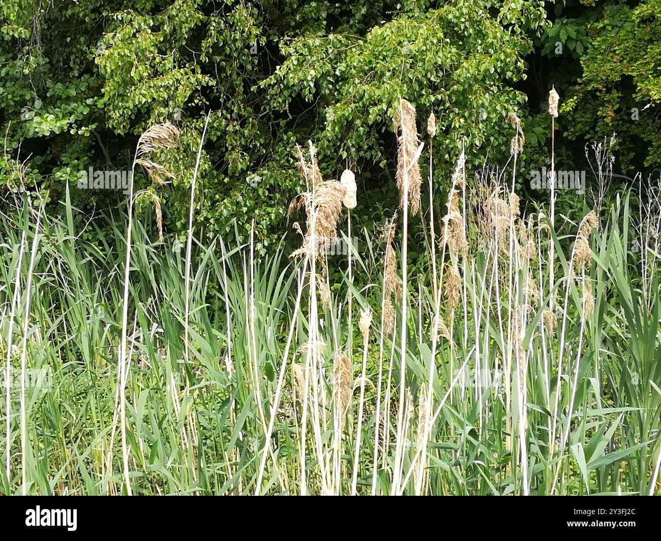 common reed (Phragmites australis) Plantae Stock Photo - Alamy