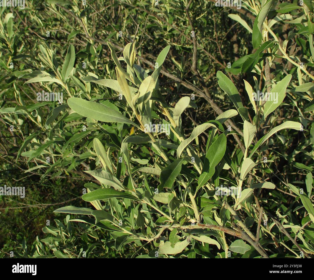 Wild Camphorbush (Tarchonanthus camphoratus) Plantae Stock Photo - Alamy