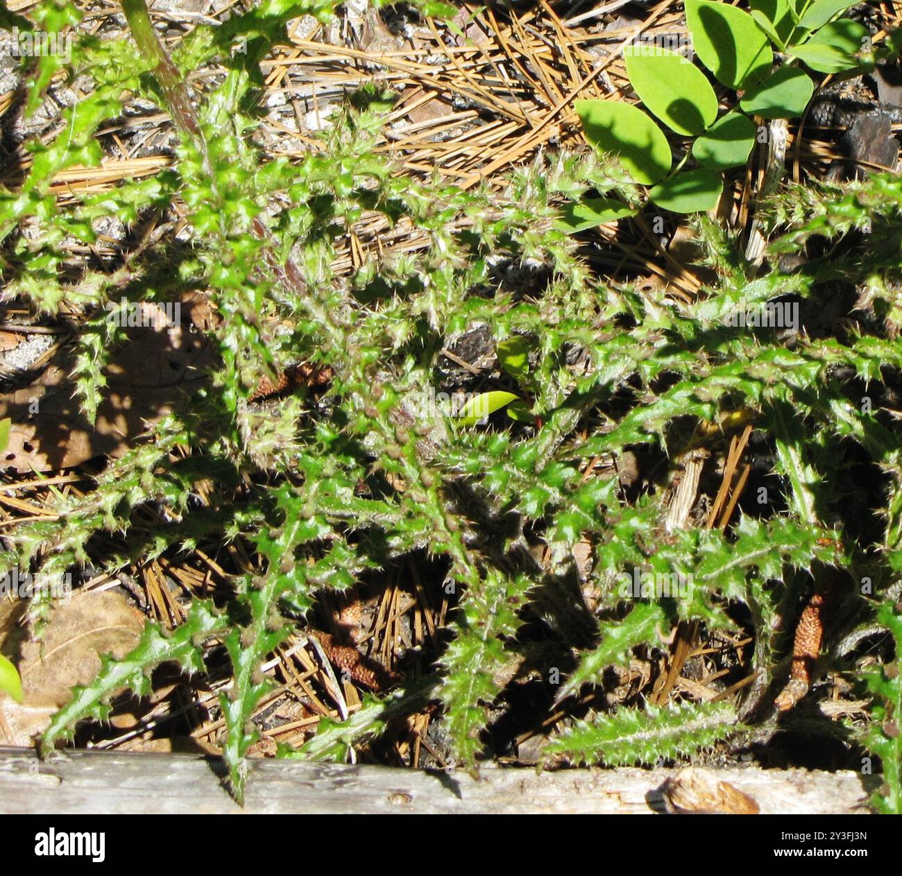 sandhill thistle (Cirsium repandum) Plantae Stock Photo - Alamy