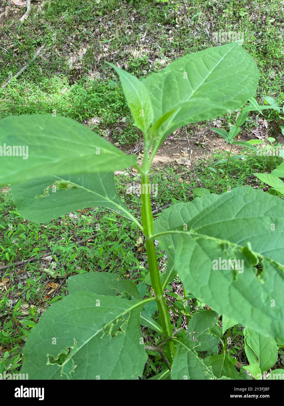 Yellow Crownbeard (Verbesina occidentalis) Plantae Stock Photo - Alamy