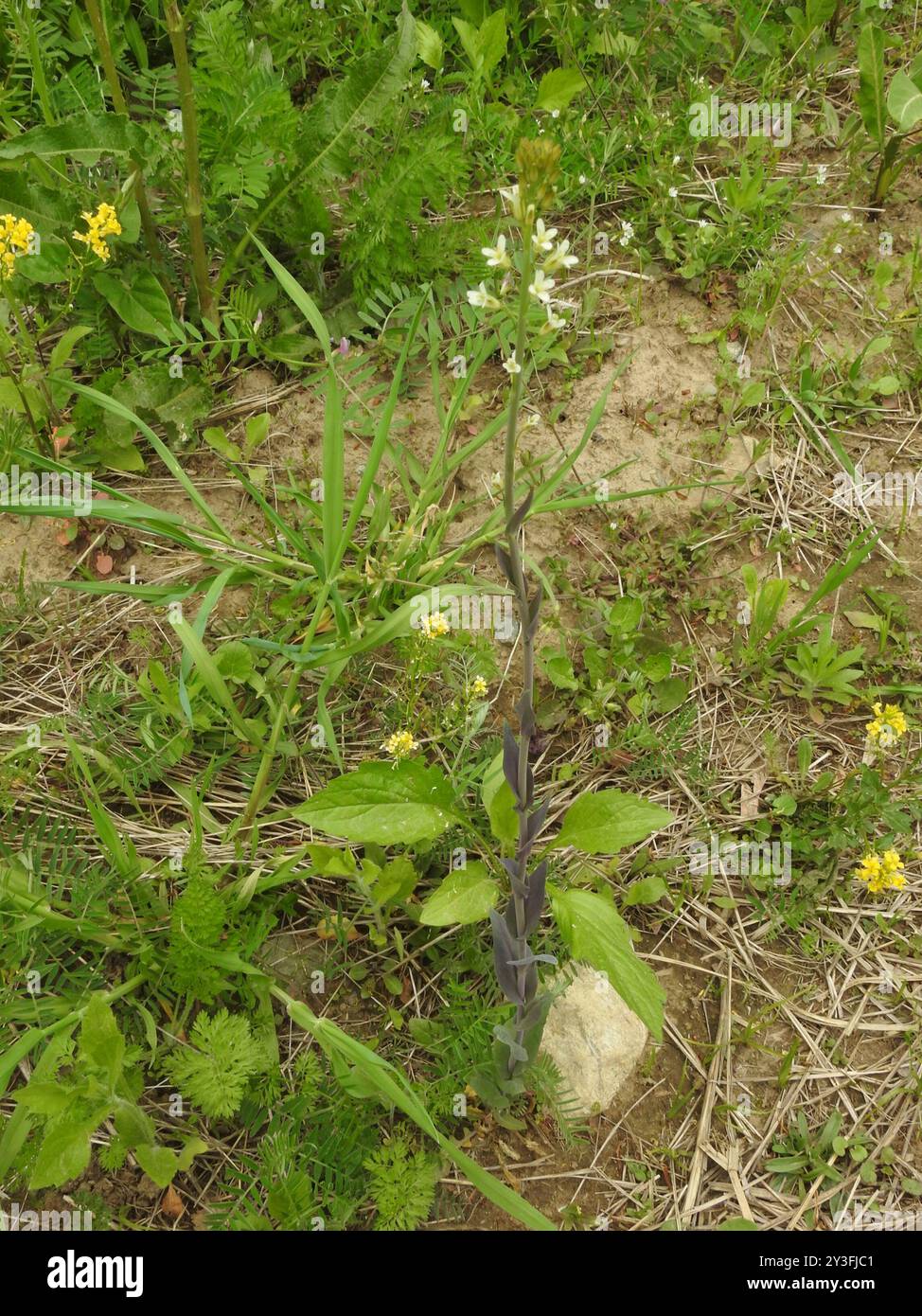 Tower Mustard (Turritis glabra) Plantae Stock Photo - Alamy