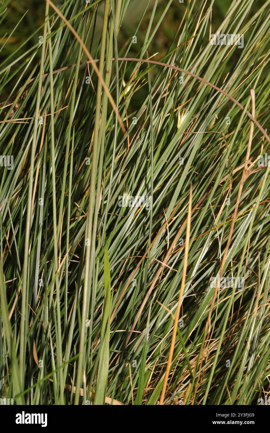 Hard Rush (Juncus inflexus) Plantae Stock Photo - Alamy