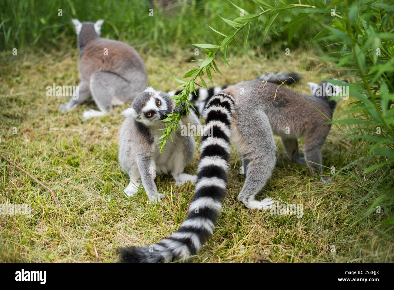 Ring Tailed Lemur with long, black and white ringed tail Stock Photo ...