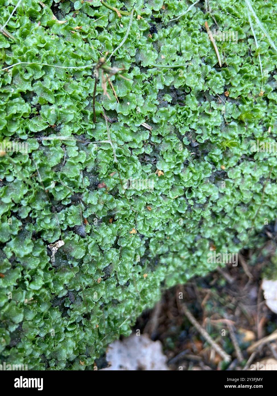 common pellia (Pellia epiphylla) Plantae Stock Photo - Alamy