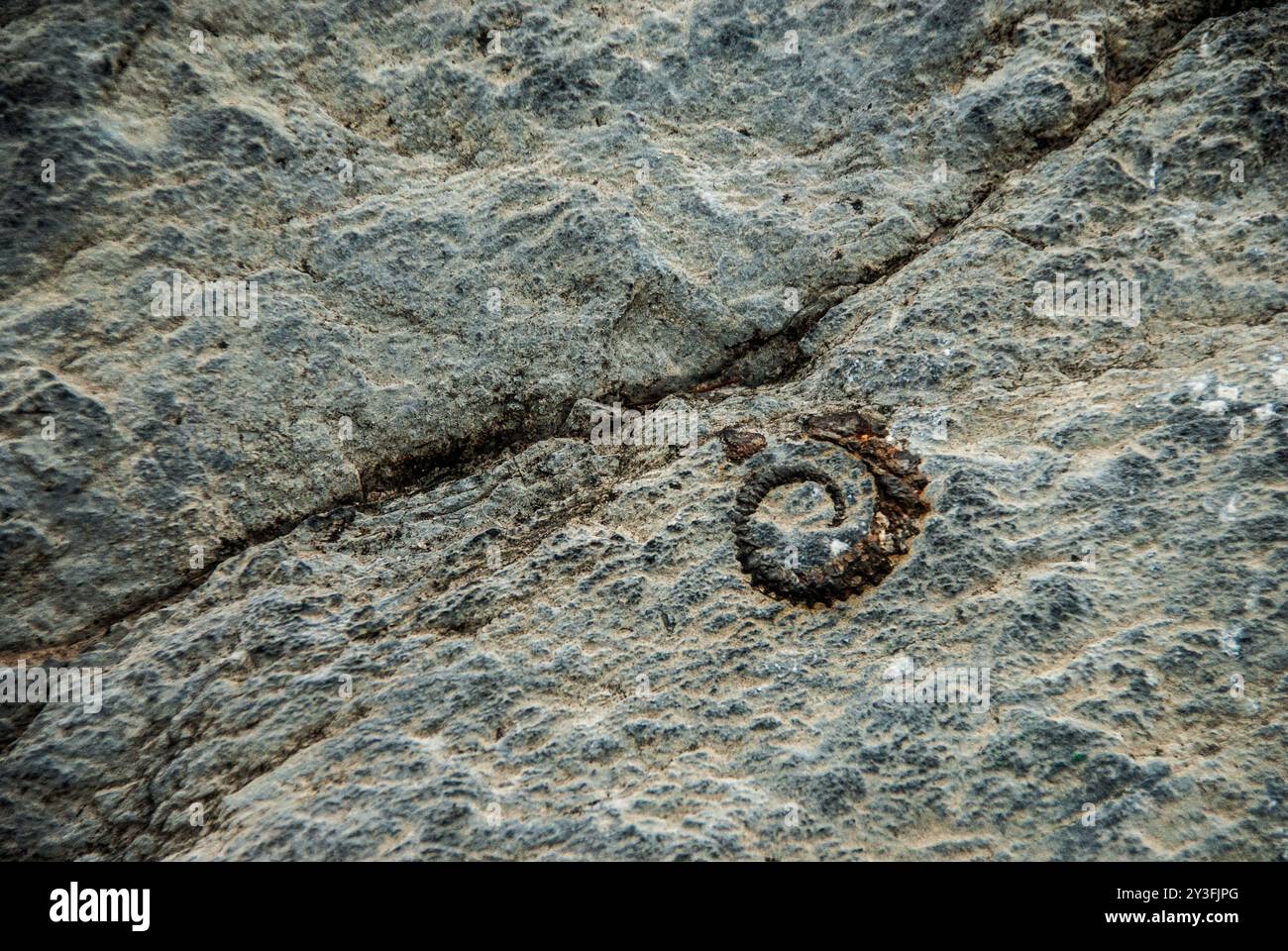Surface texture ancient fossils close hi-res stock photography and ...