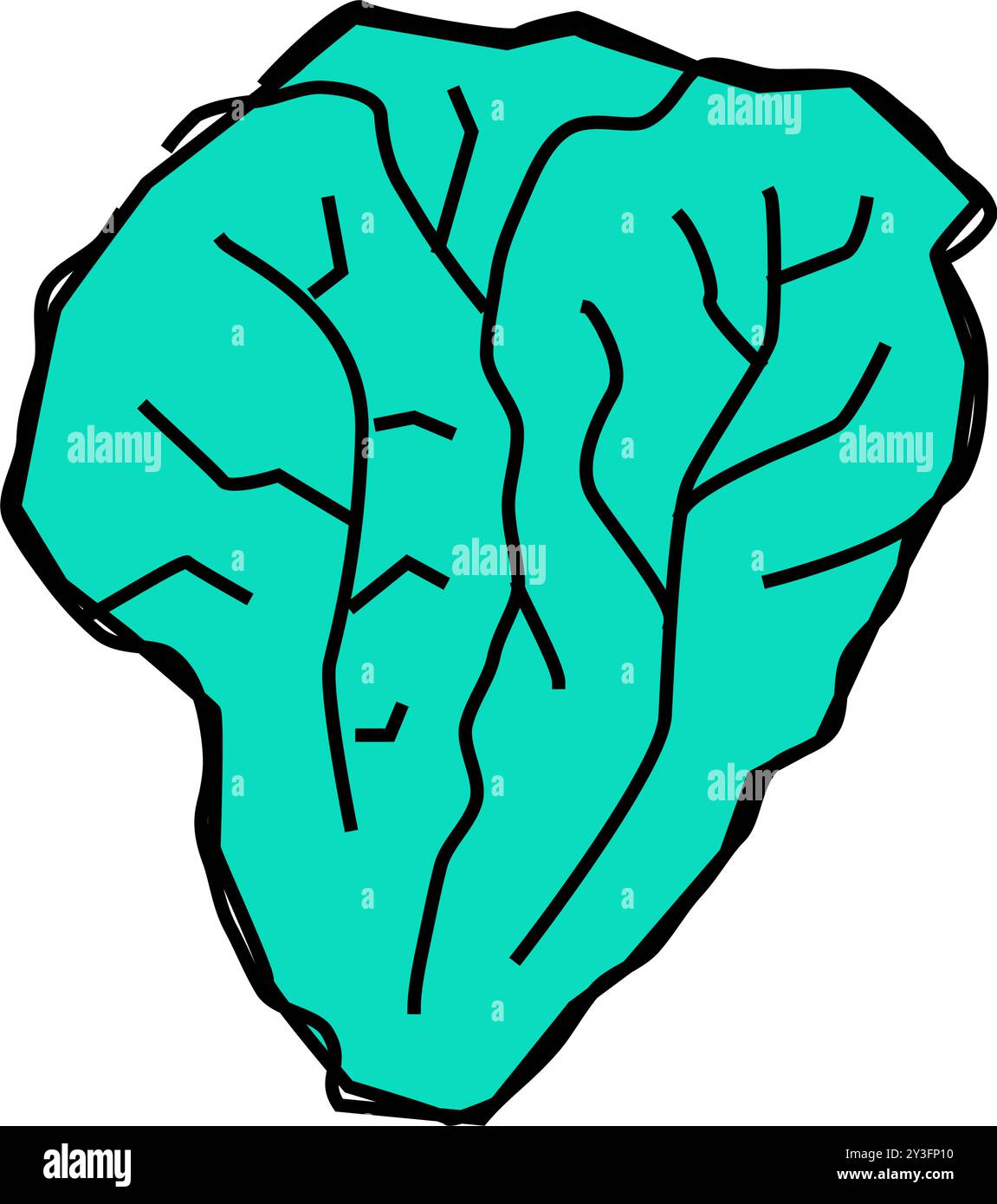 Butterhead lettuce green head Stock Vector Images - Alamy