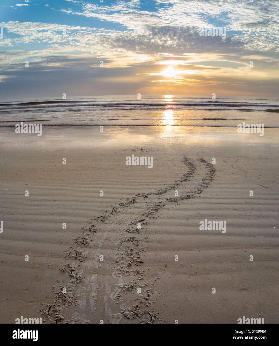 Sea turtle tracks in beach sand reveal where female turle laid eggs ...