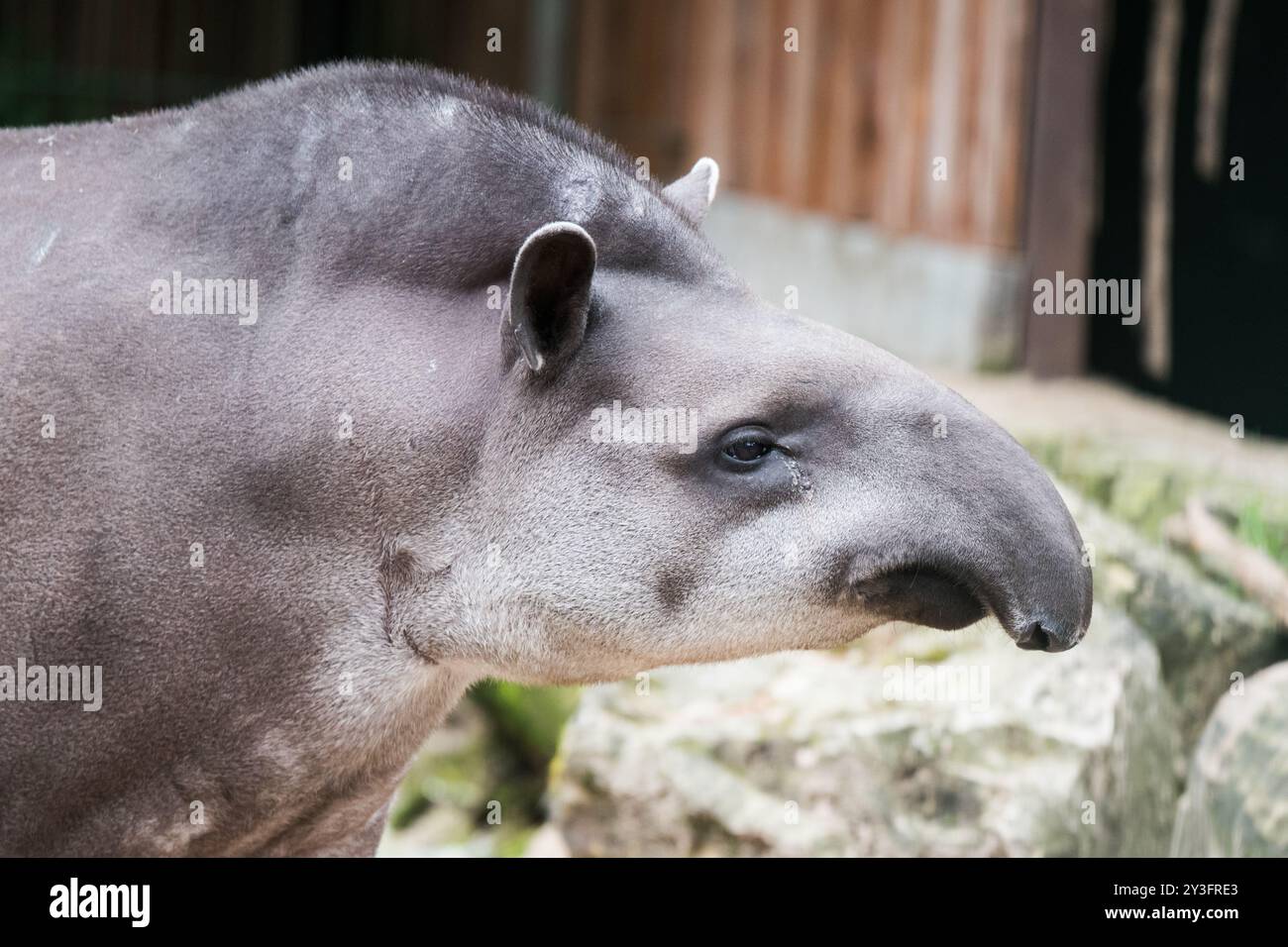 Tapir. Wild animal plain tapir close up, in zoo Stock Photo - Alamy