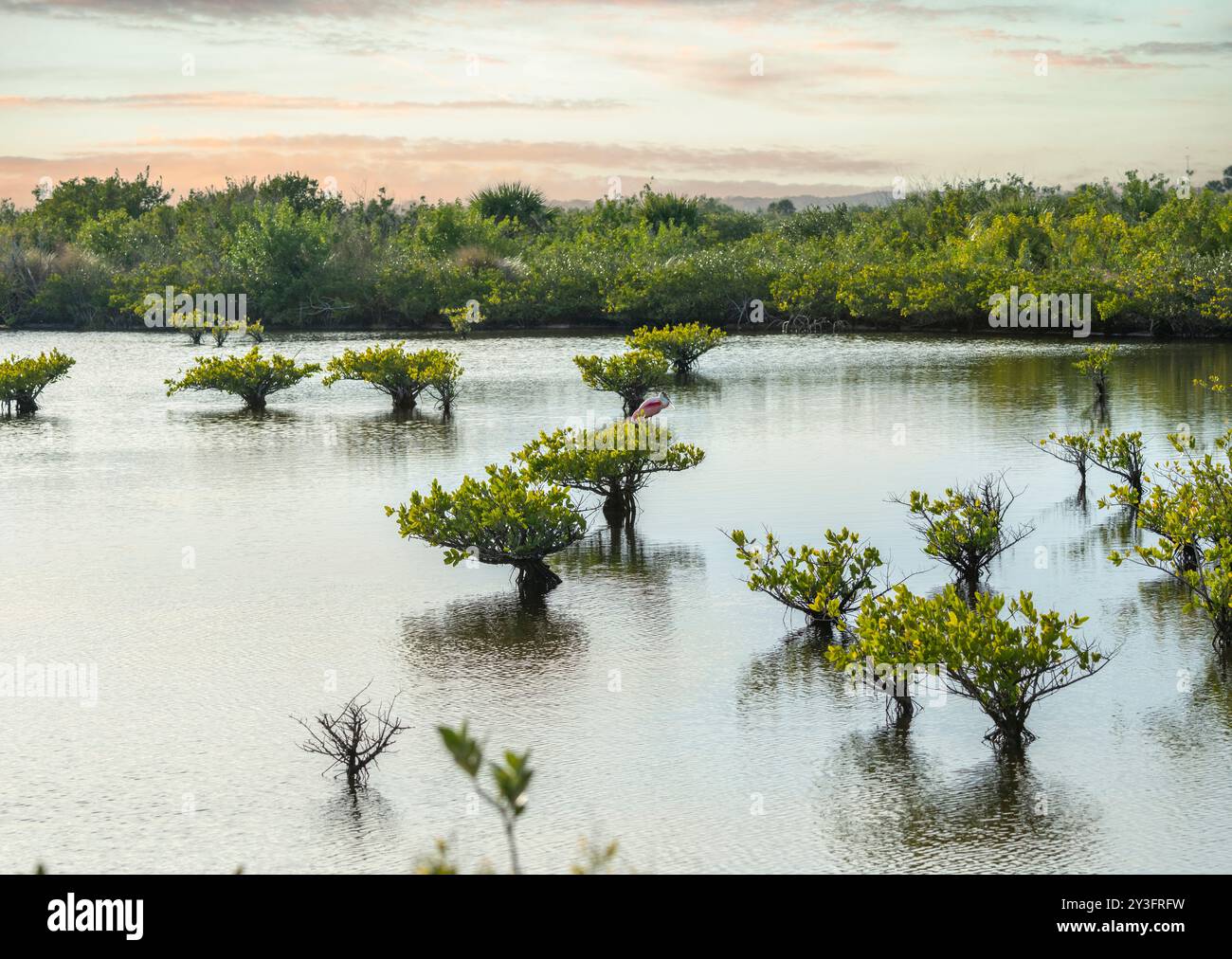Rosette Spoonbill bird perched in mangrove tree, Merritt Island ...