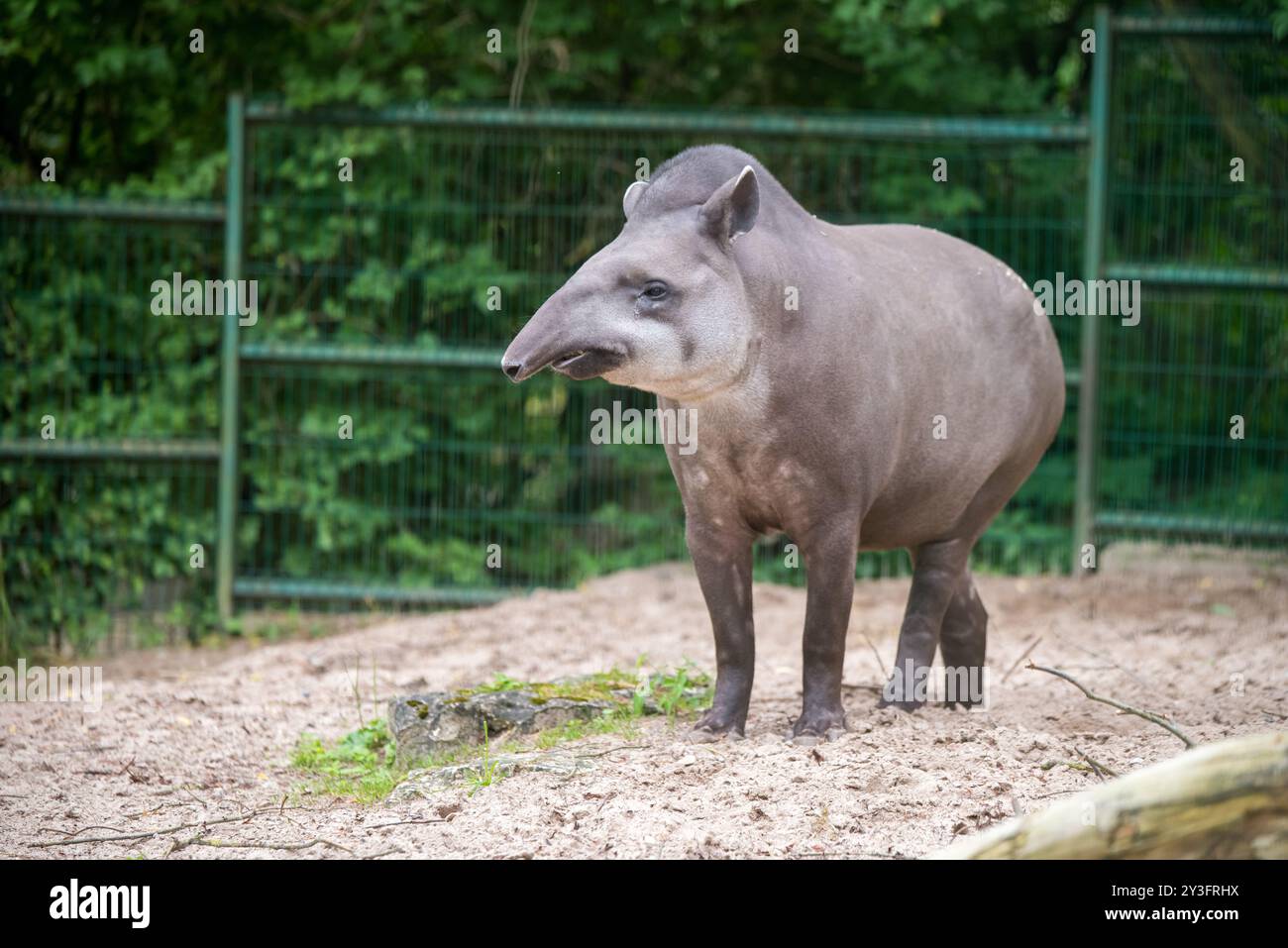 Tapir. Wild animal plain tapir , in zoo Stock Photo - Alamy