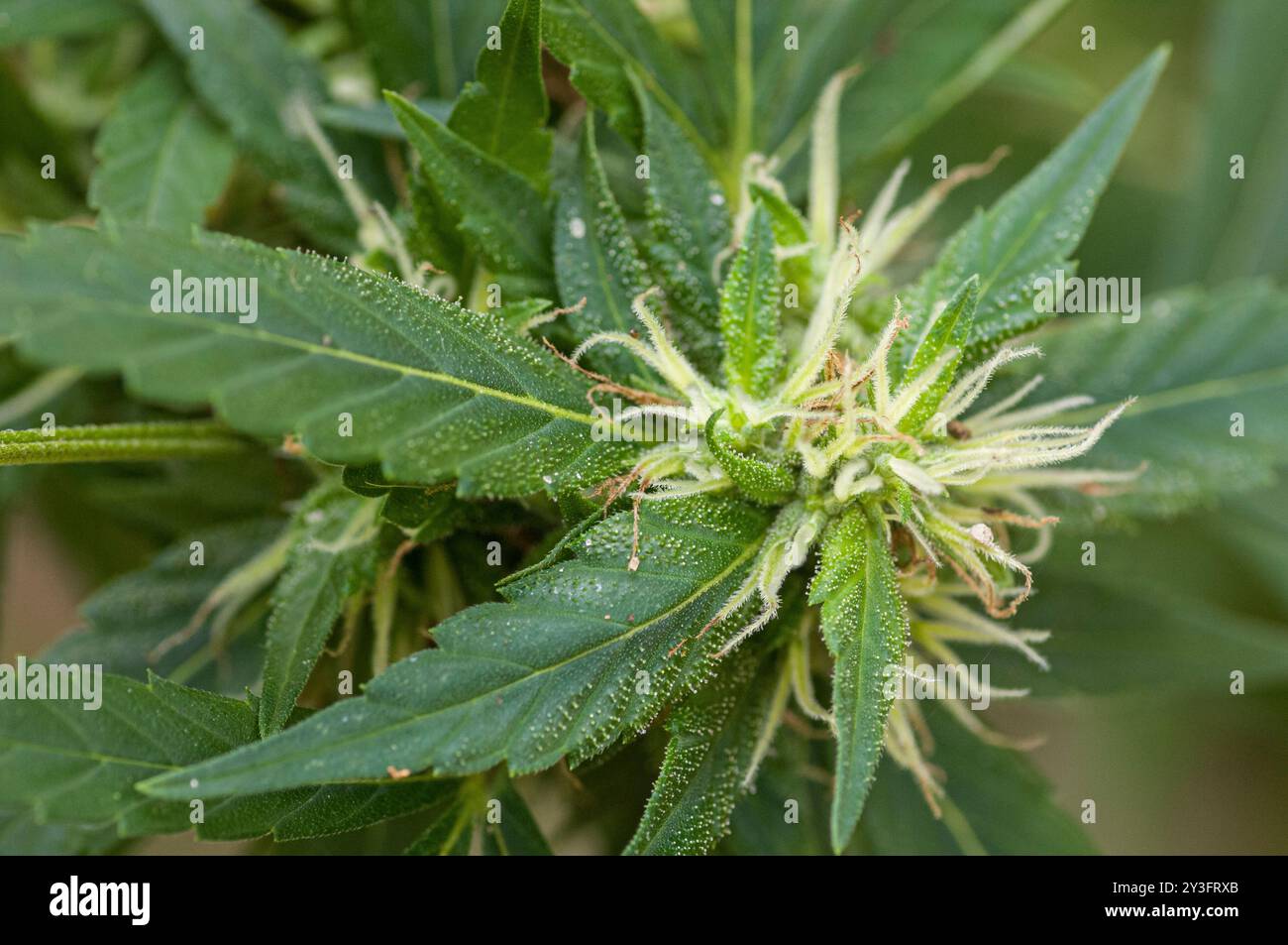 Budding female Cannabis plant Stock Photo - Alamy
