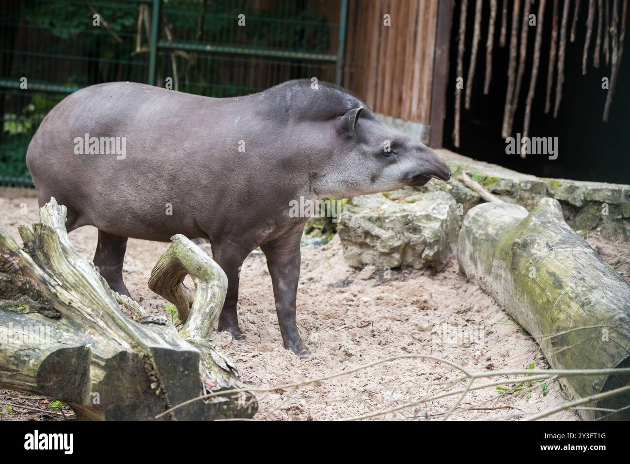 Tapir. Wild animal plain tapir , in zoo Stock Photo - Alamy