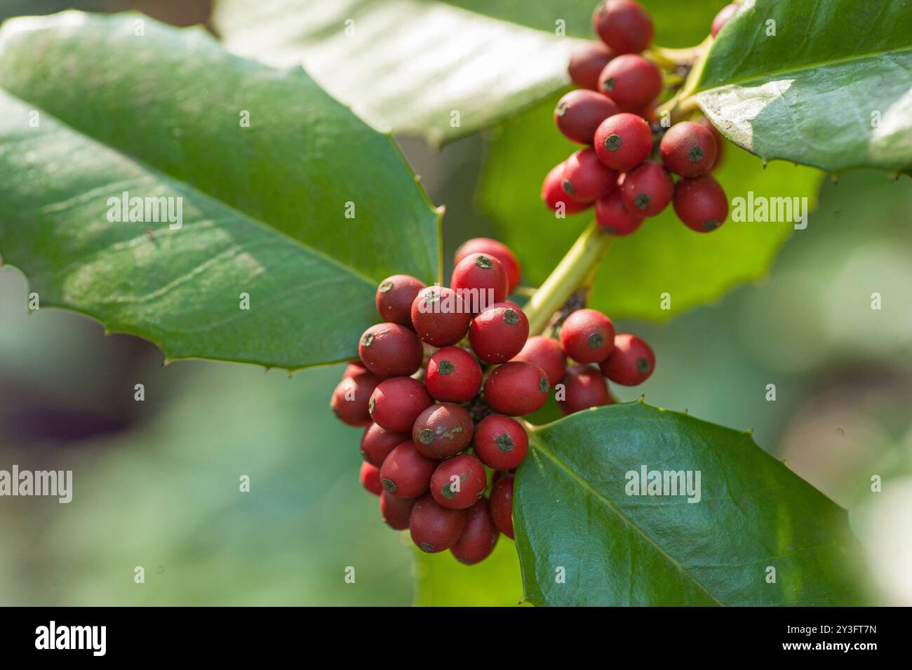 American holly shrub hi-res stock photography and images - Alamy