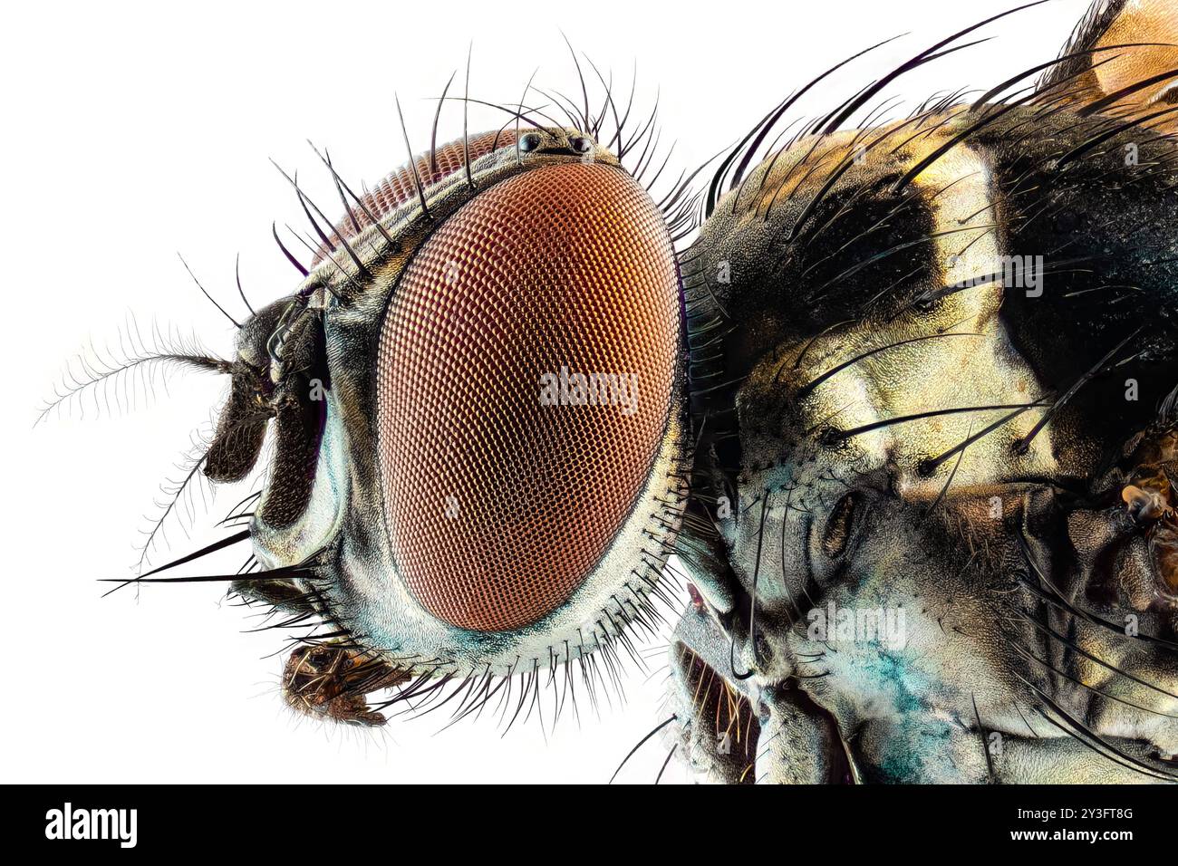 Fly, head and shoulders, macro stacked head and shoulders photograph on ...