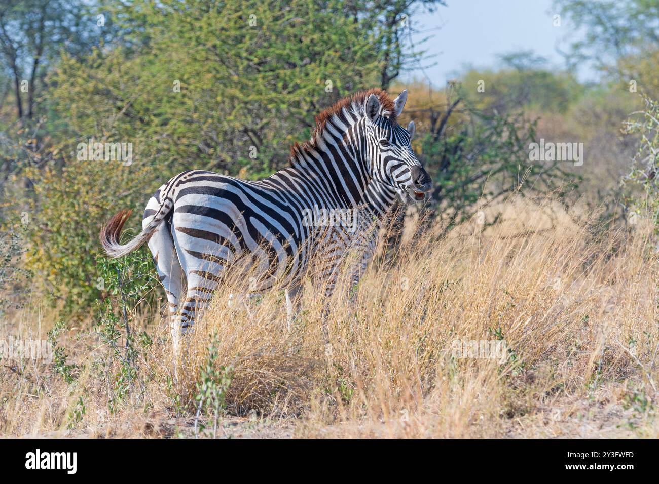 Grassland close hi-res stock photography and images - Alamy