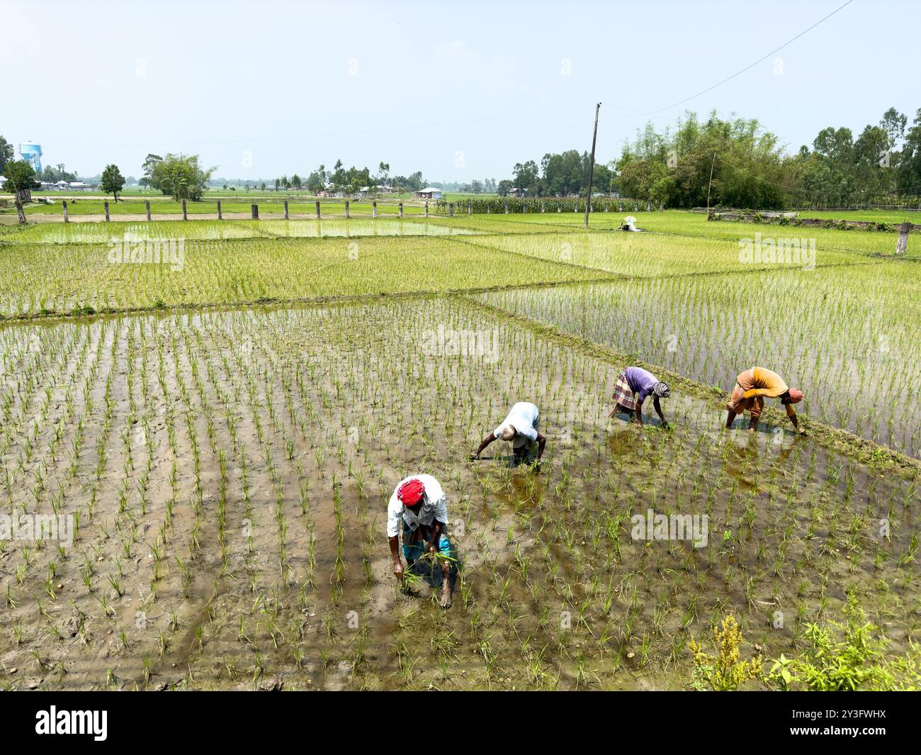 Group of Farmers Engaged in Traditional Rice Farming in Bangladesh's ...