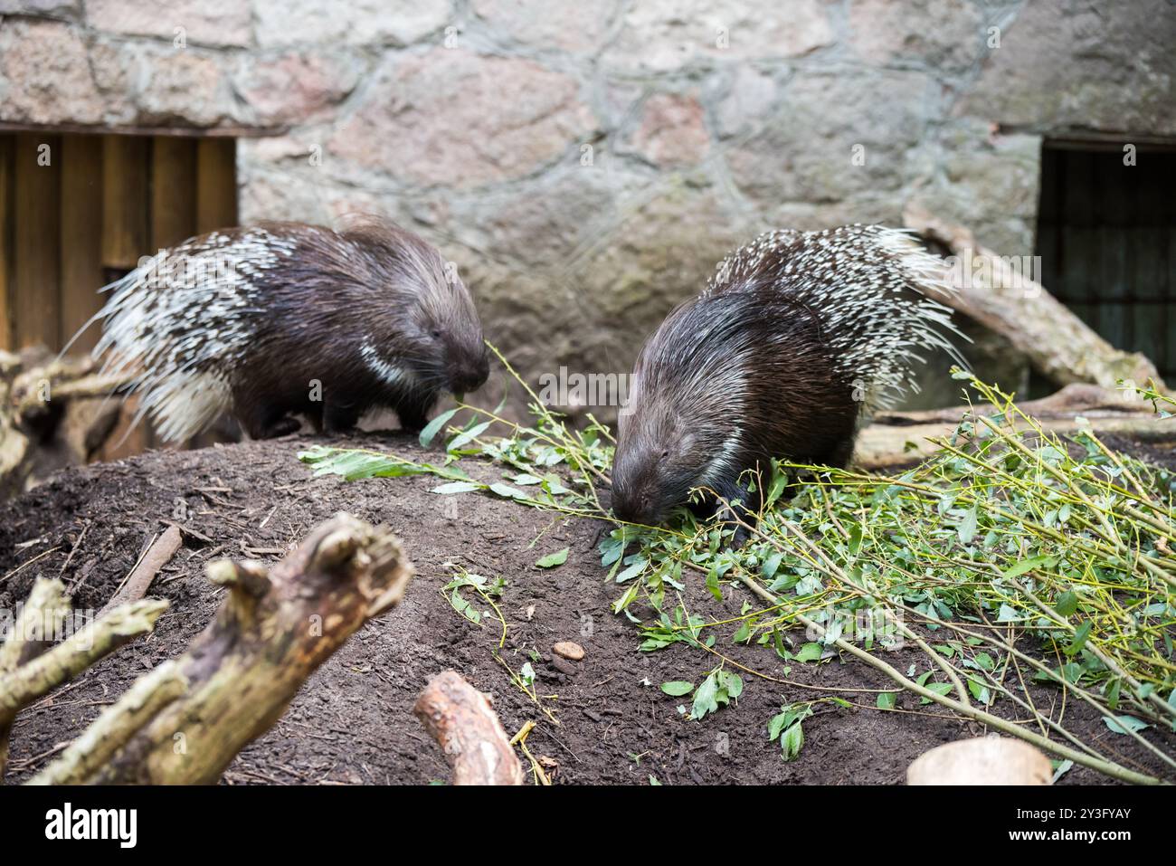 Cape porcupine or South African porcupine, Hystrix africaeaustralis, in ...