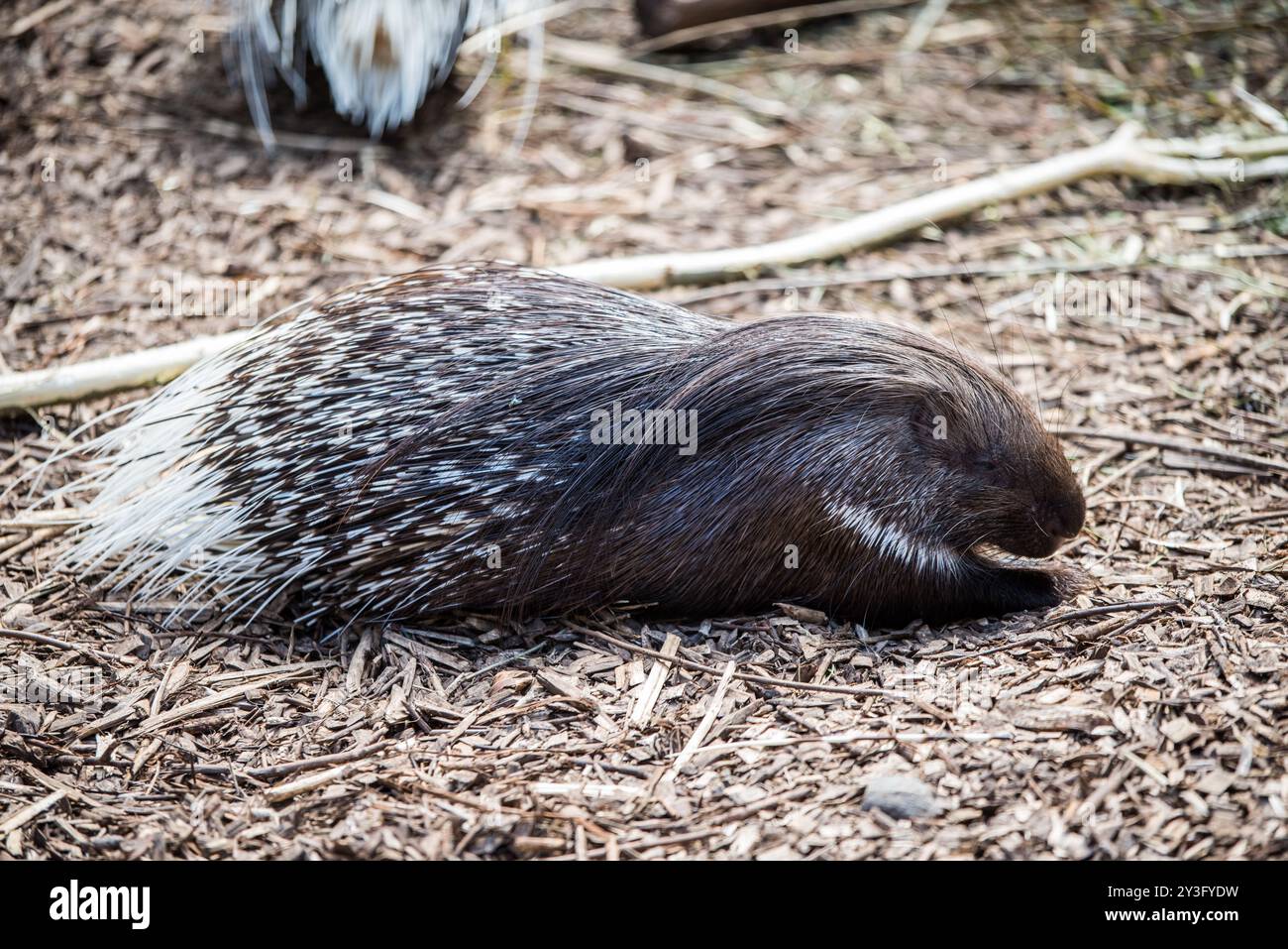 Cape porcupine or South African porcupine, Hystrix africaeaustralis, in ...