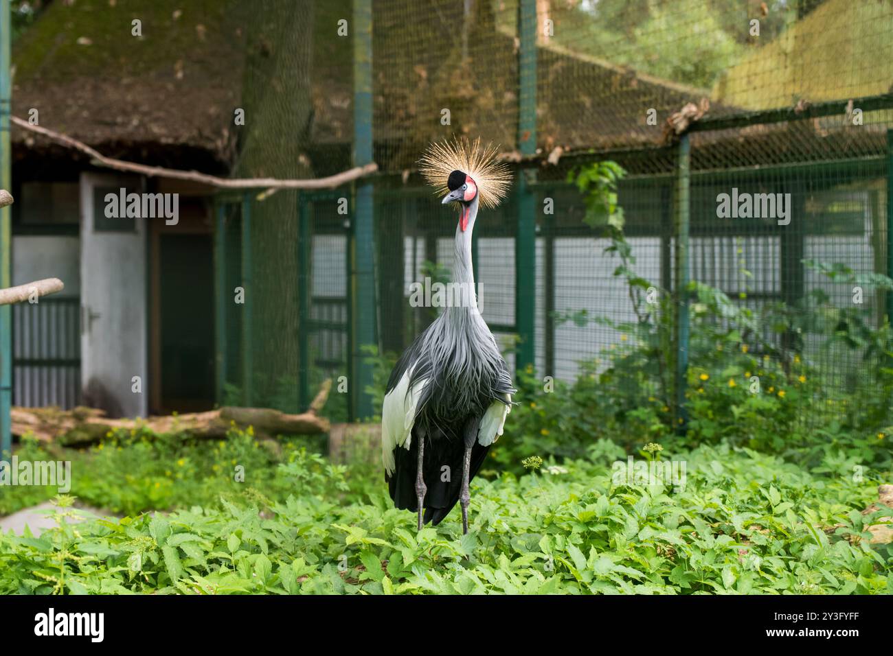 African grey crown crane, Bird background Stock Photo - Alamy