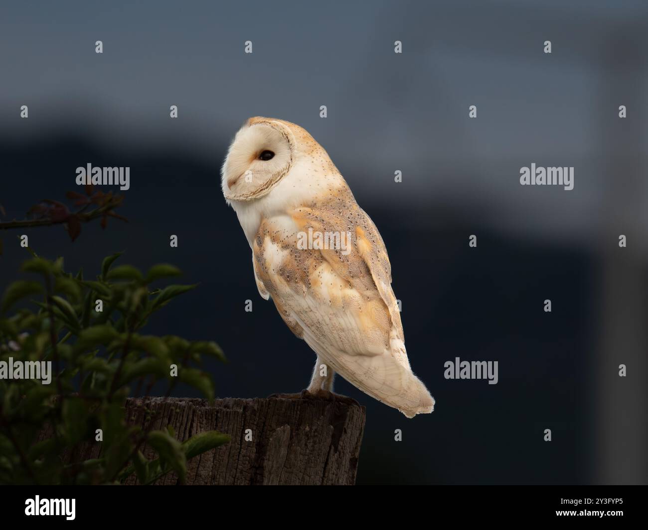 Beautiful wild barn owl on a tree stump [ latin tyto alba ] at Portbury ...