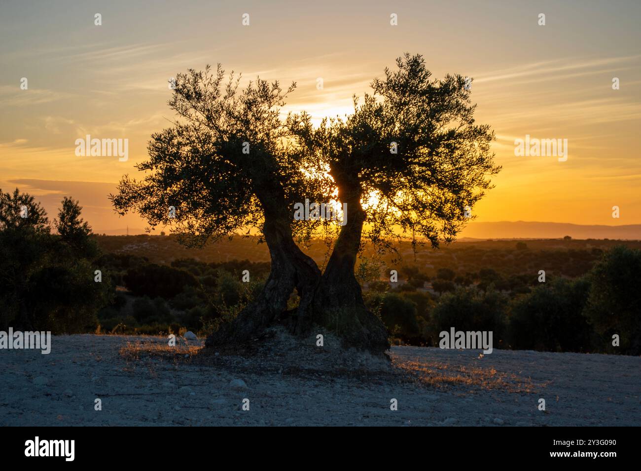 Olive tree backlight at dawn in the countryside Stock Photo - Alamy