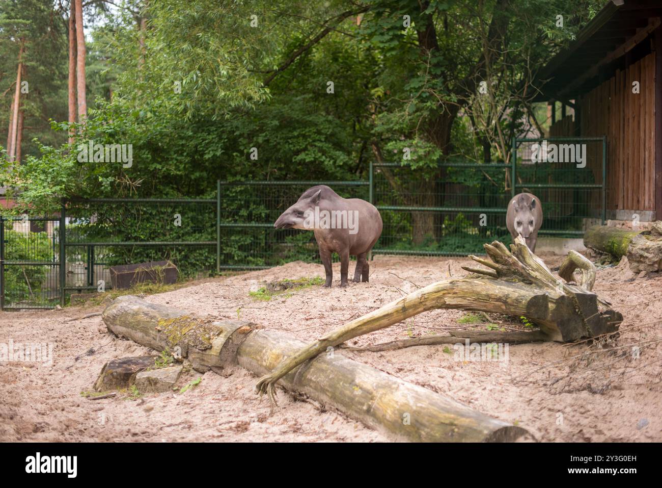 Tapir. Wild animal plain tapir , in zoo Stock Photo - Alamy