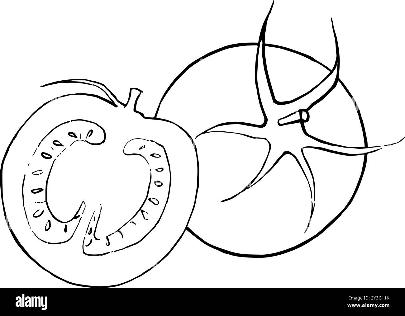 hand drawn illustration of tomatoes, tomatoes hand drawn Stock Vector ...