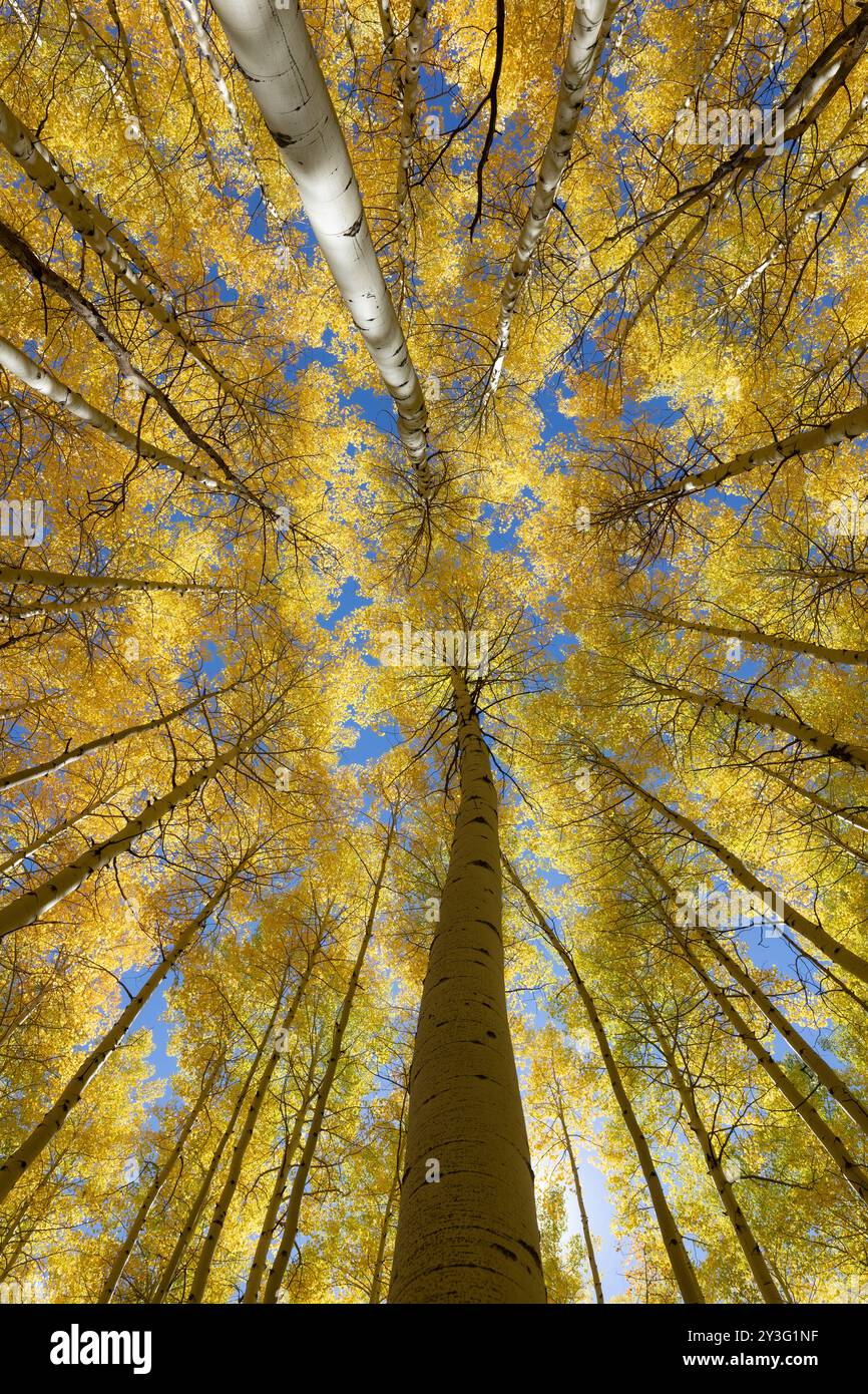 Trees looking up leaves hi-res stock photography and images - Alamy