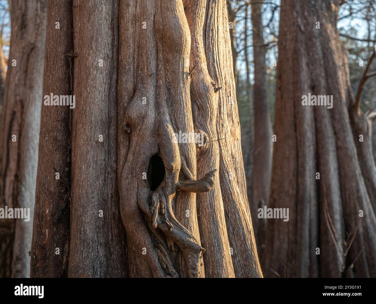 Pond Cypress trunk detail at Indian Lake State park, Florida Stock ...