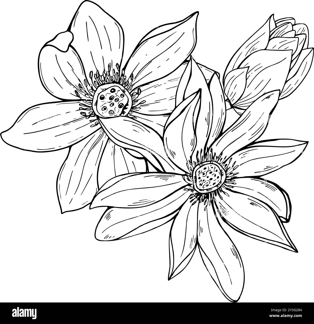 Bouquet of lotus flowers etching monochrome drawing. Blooming waterlily ...