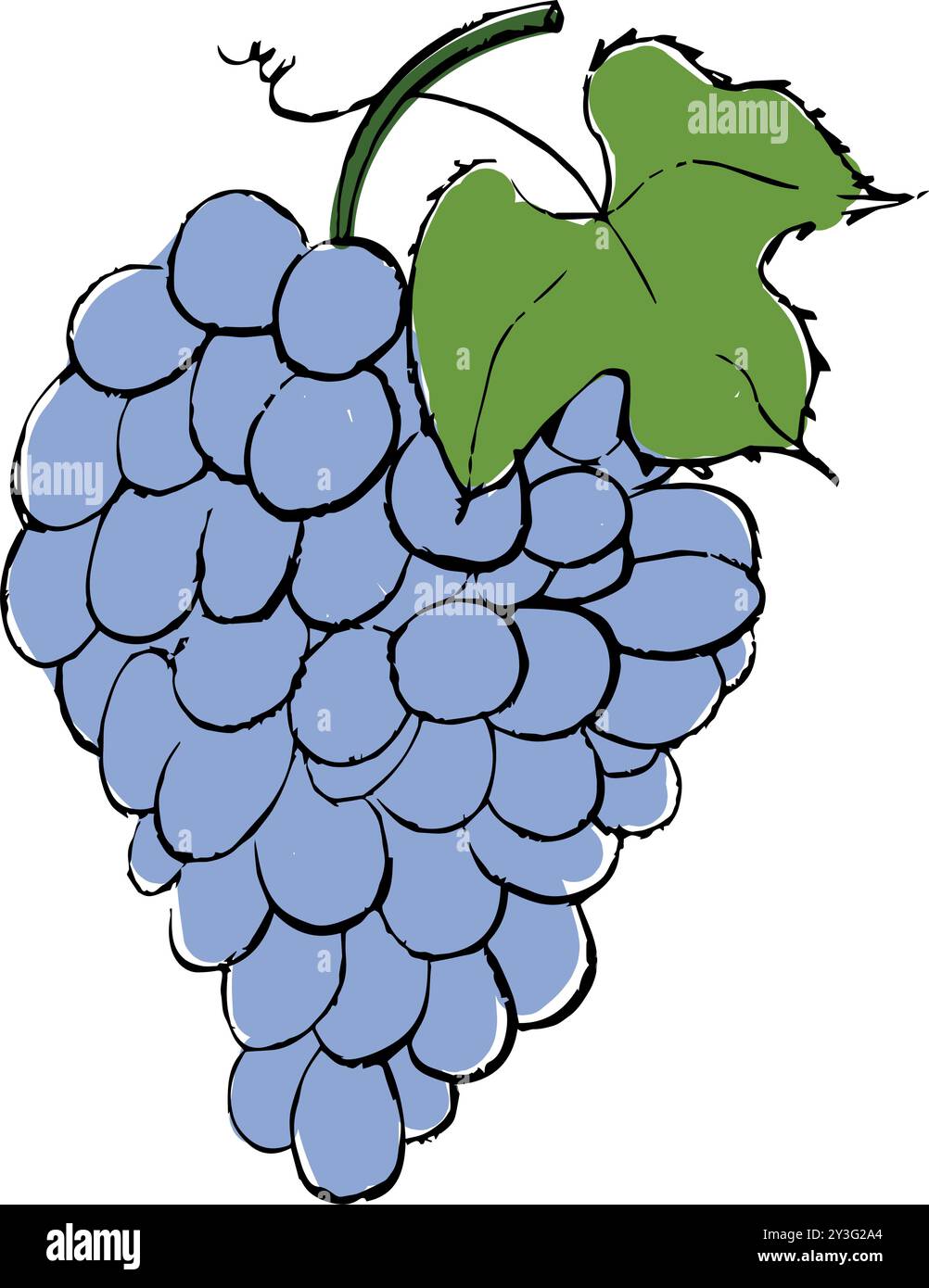 hand drawn illustration of grapes, vector drawing of grapes Stock ...