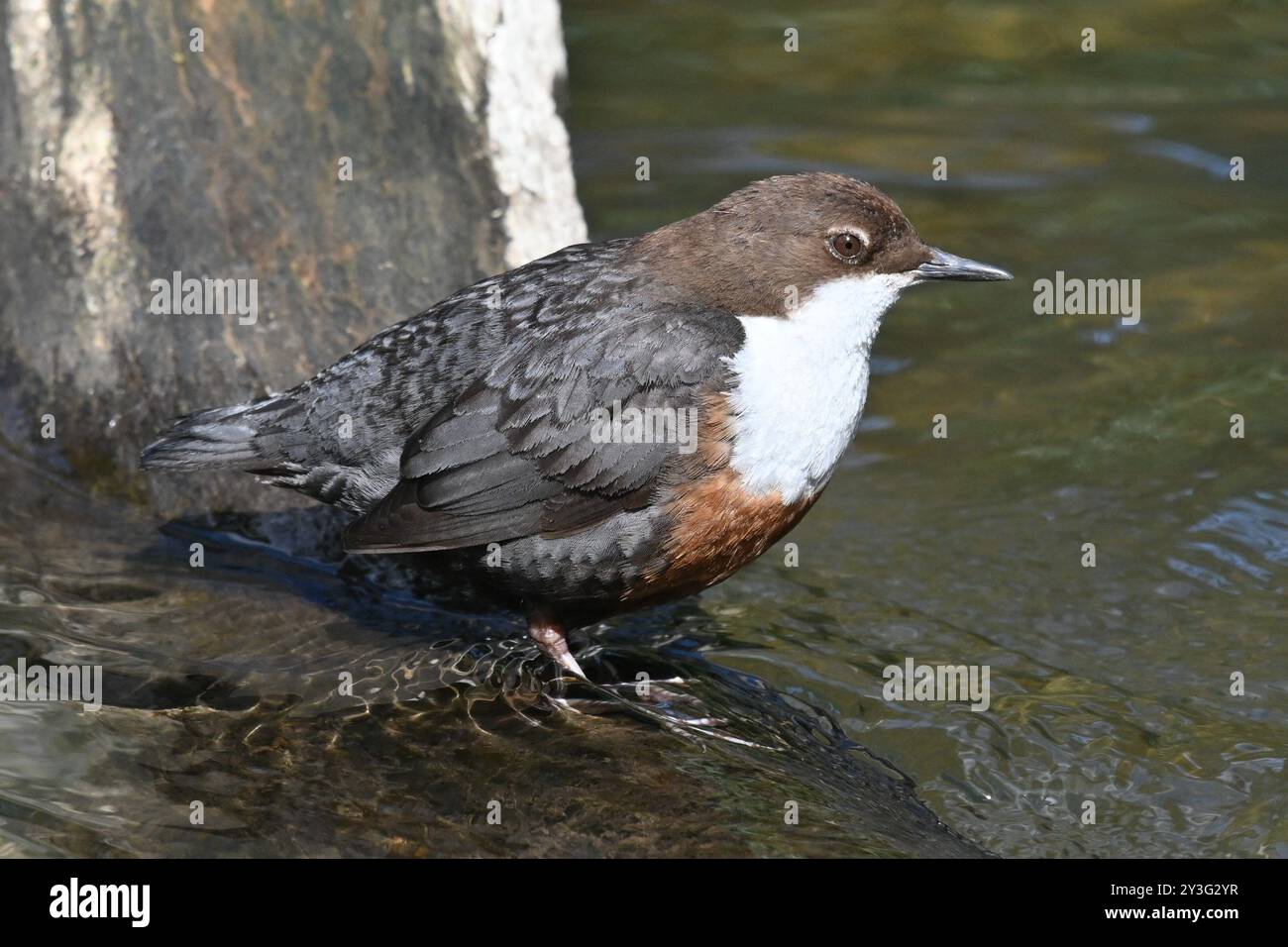 Dipper in Bute Park. Cardiff Stock Photo - Alamy