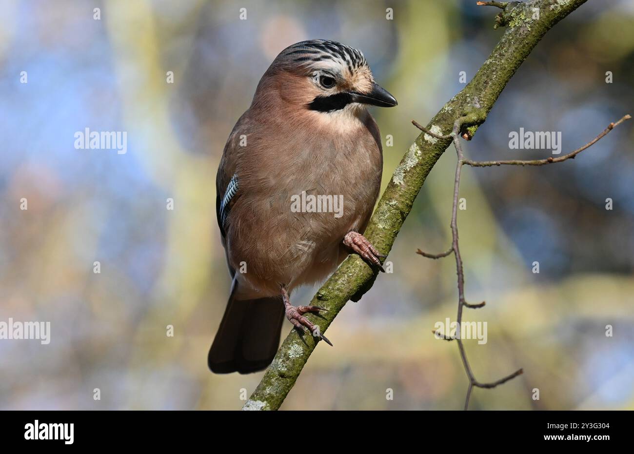 Eurasian Jay in Bute Park. Cardiff Stock Photo - Alamy