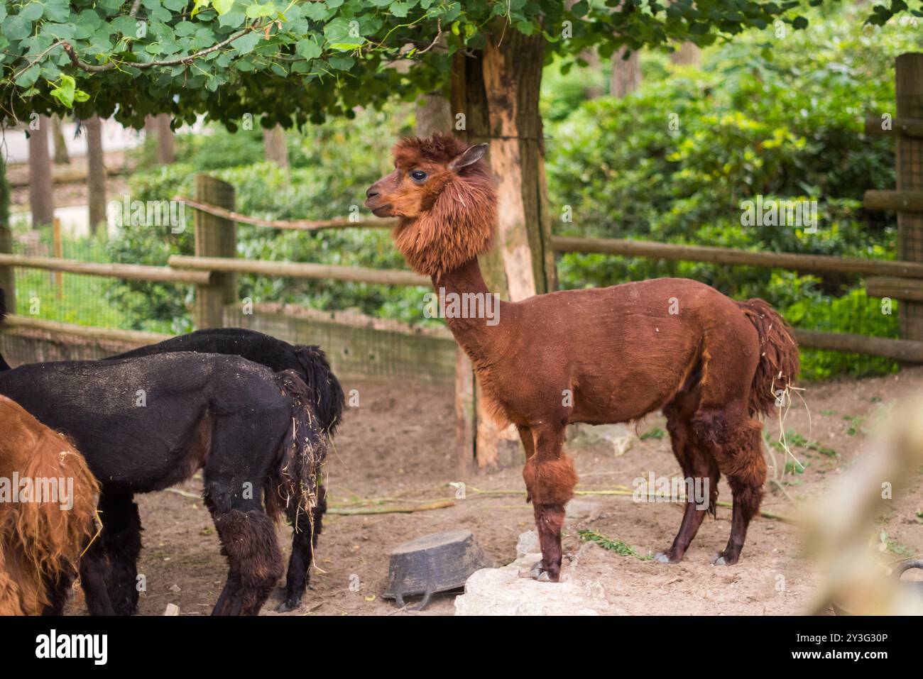 Brown and black color grooming alpaca in open zoo or contact farm Stock ...