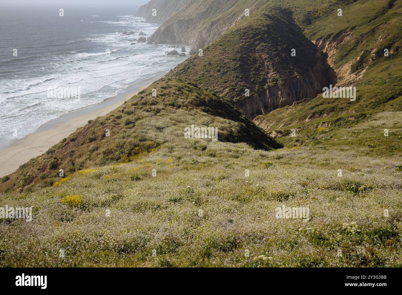 Tomales Point Trail | Point Reyes, California, USA 2024 Stock Photo - Alamy