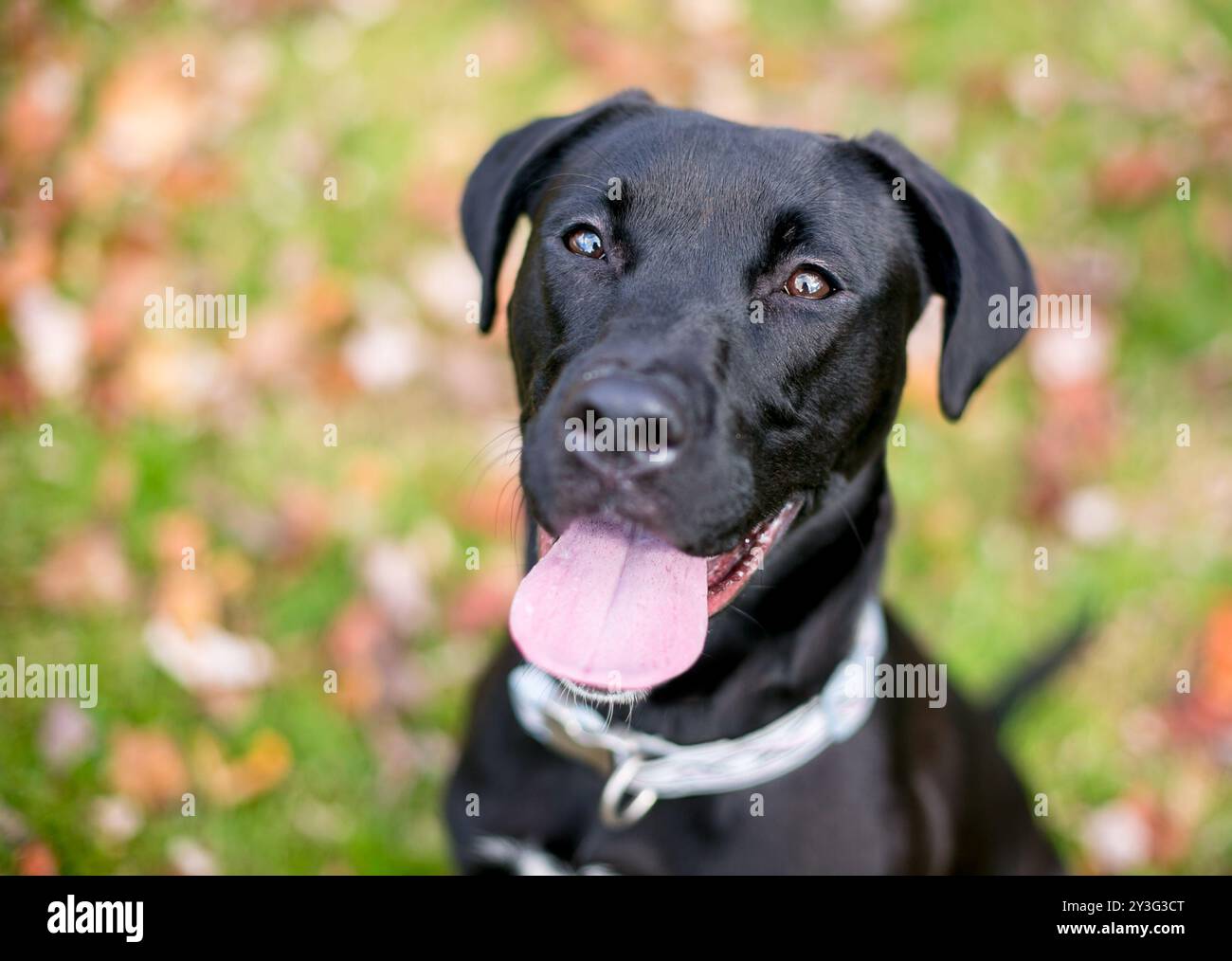 A black Labrador Retriever mixed breed dog looking up with a happy ...