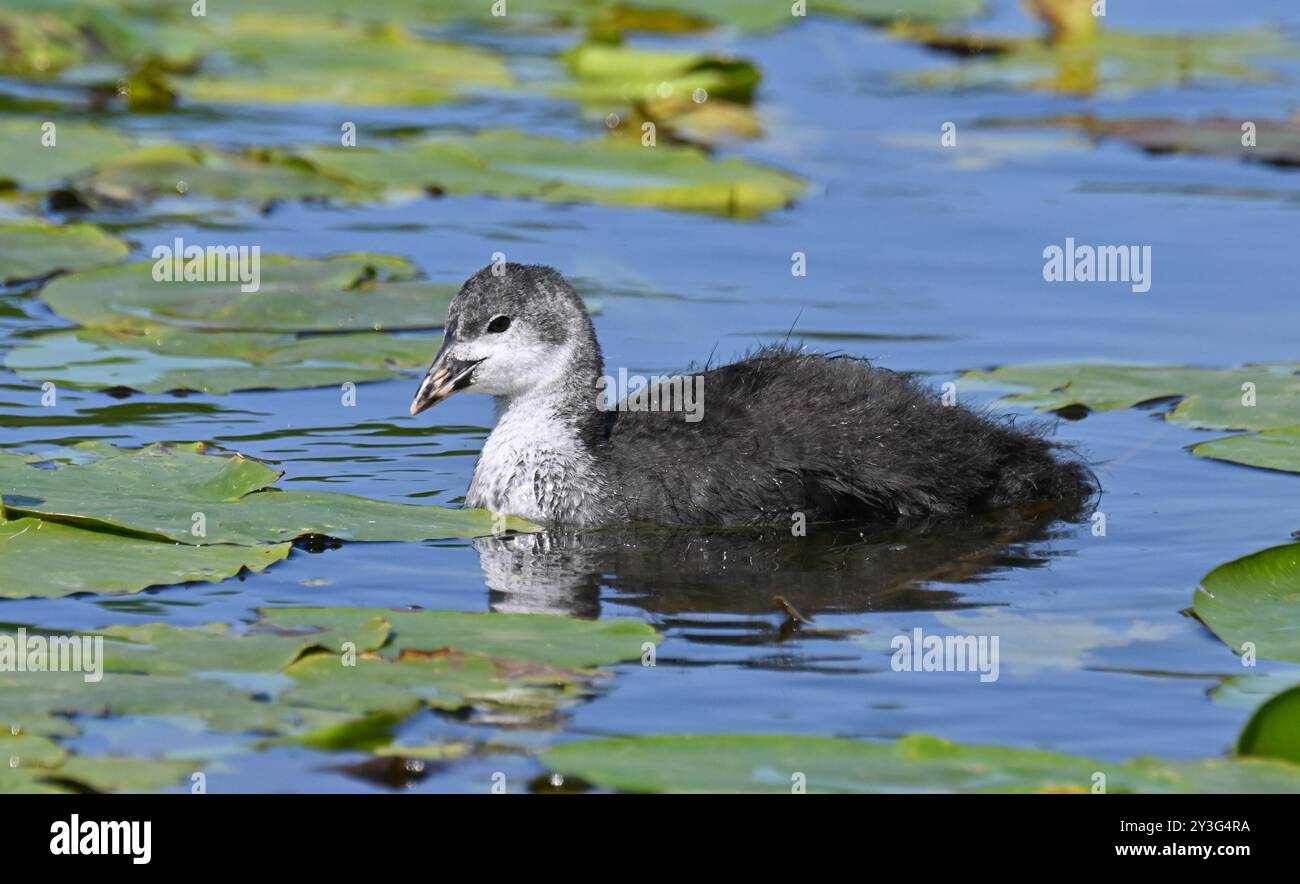 Coot chick in Cardiff Bay Wetlands Stock Photo - Alamy