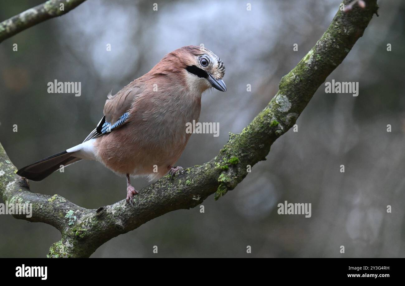 Eurasian Jay in Bute Park. Cardiff Stock Photo - Alamy