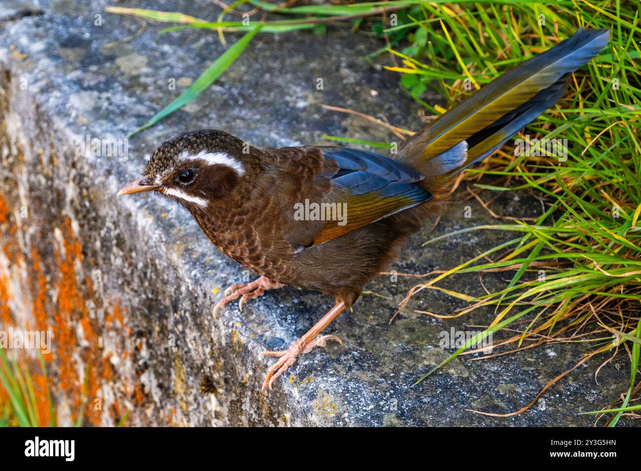White-whiskered laughingthrush or Formosan laughing thrush Stock Photo ...