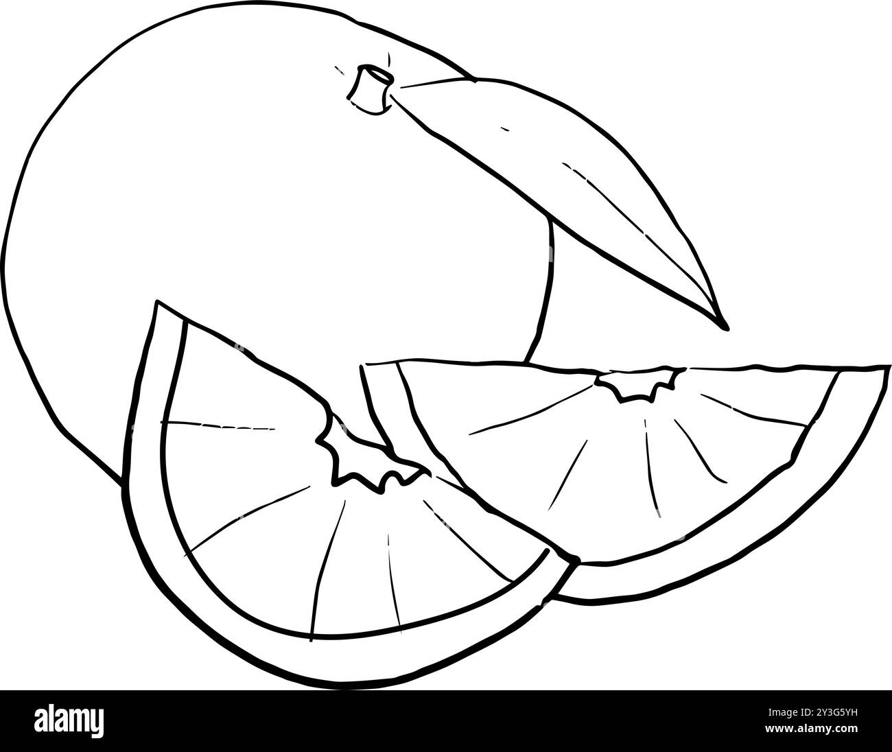 hand drawn oranges, illustration of oranges, doodles of oranges Stock ...