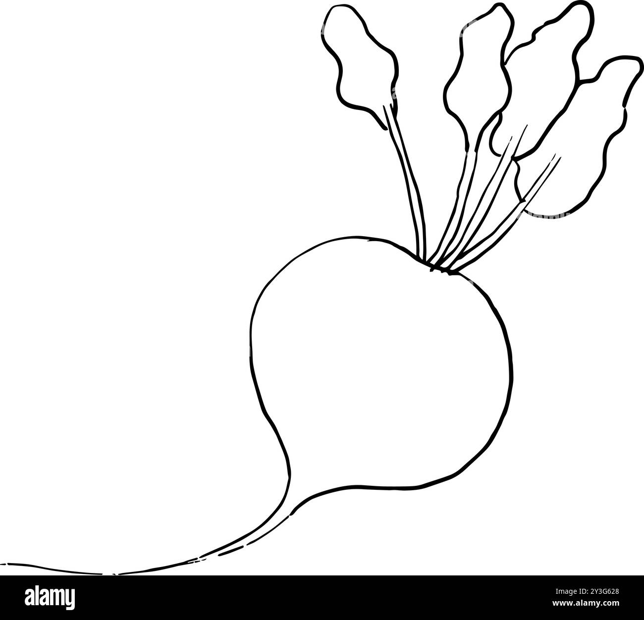 hand drawn radish, illustration of radish, doodle of radish Stock ...