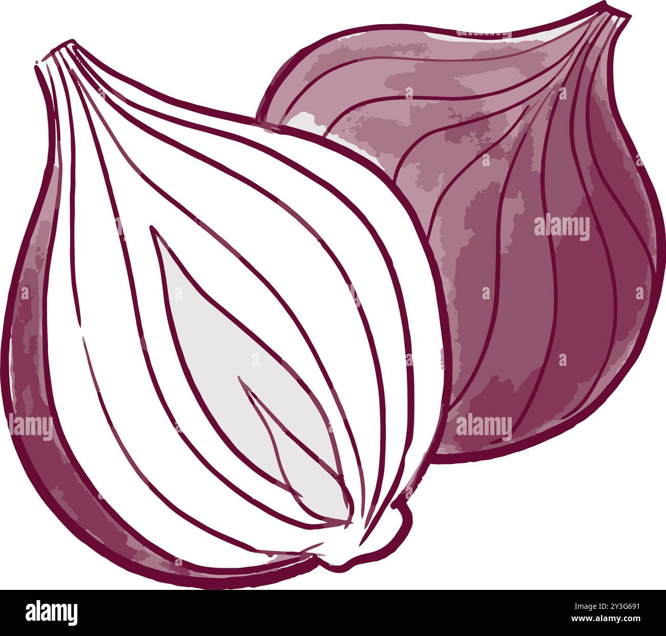 hand drawn illustration of Onions Stock Vector Image & Art - Alamy hand drawn illustration of Onions Stock Vector Image & Art - Alamy